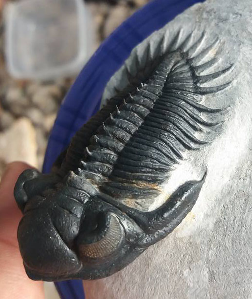 Trilobites - Trilobites de Marruecos - Moroccan trilobites