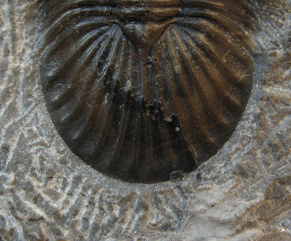 Trilobites - Trilobites de Marruecos - Moroccan trilobites