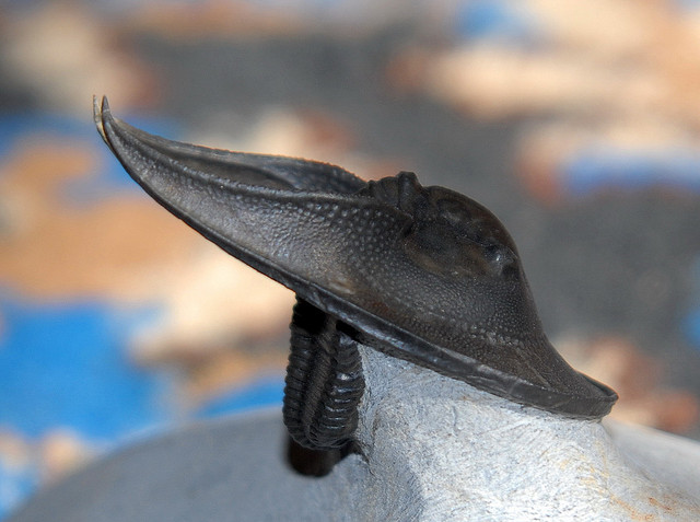 Trilobites - Trilobites de Marruecos - Moroccan trilobites