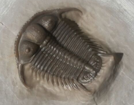 Trilobites - Trilobites de Marruecos - Moroccan trilobites