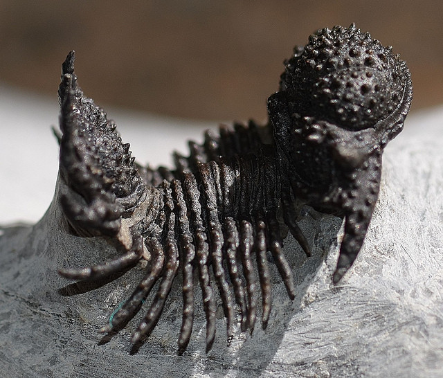 Trilobites - Trilobites de Marruecos - Moroccan trilobites