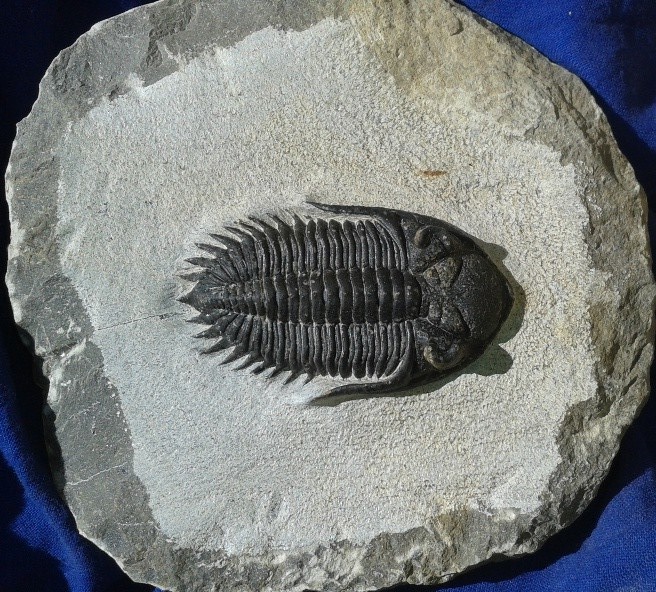 Preparación y limpieza - Trilobites de Marruecos - Moroccan trilobites