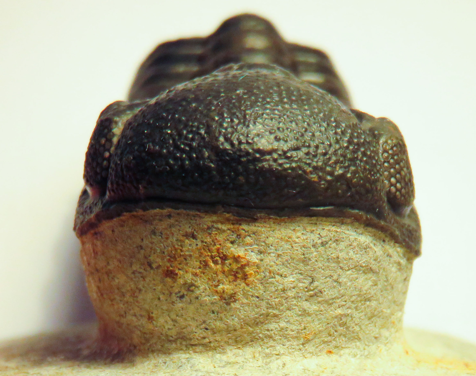 Trilobites - Trilobites de Marruecos - Moroccan trilobites