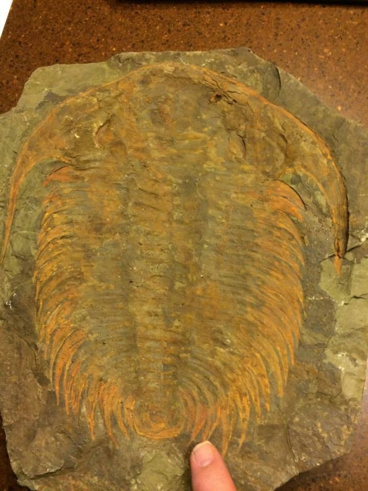 Trilobites - Trilobites de Marruecos - Moroccan trilobites