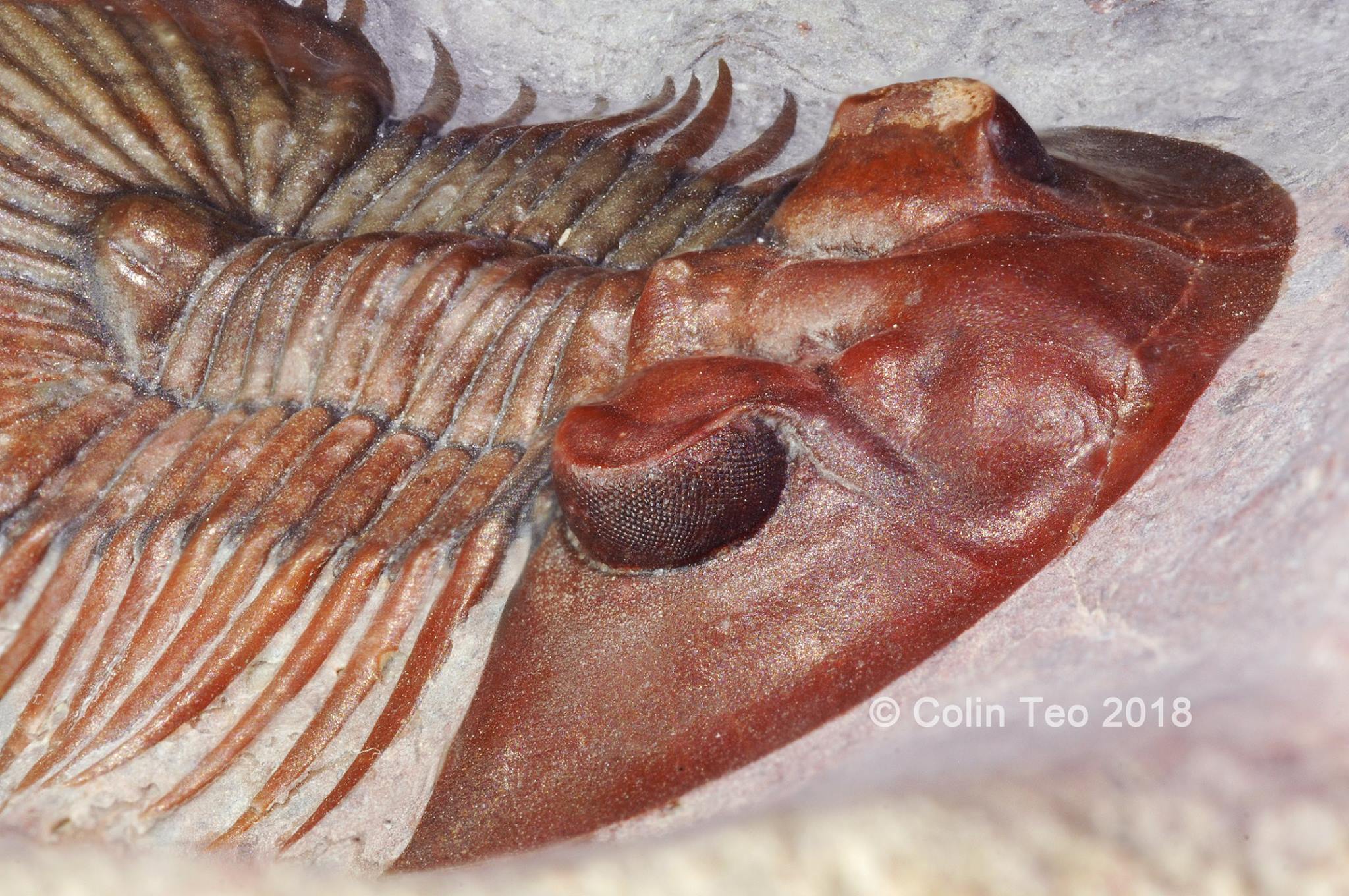 Trilobites - Trilobites de Marruecos - Moroccan trilobites