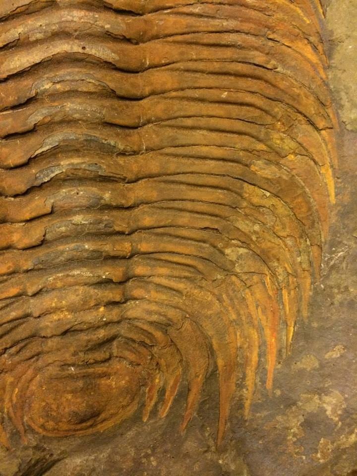 Trilobites - Trilobites de Marruecos - Moroccan trilobites