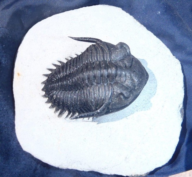 Trilobites - Trilobites de Marruecos - Moroccan trilobites