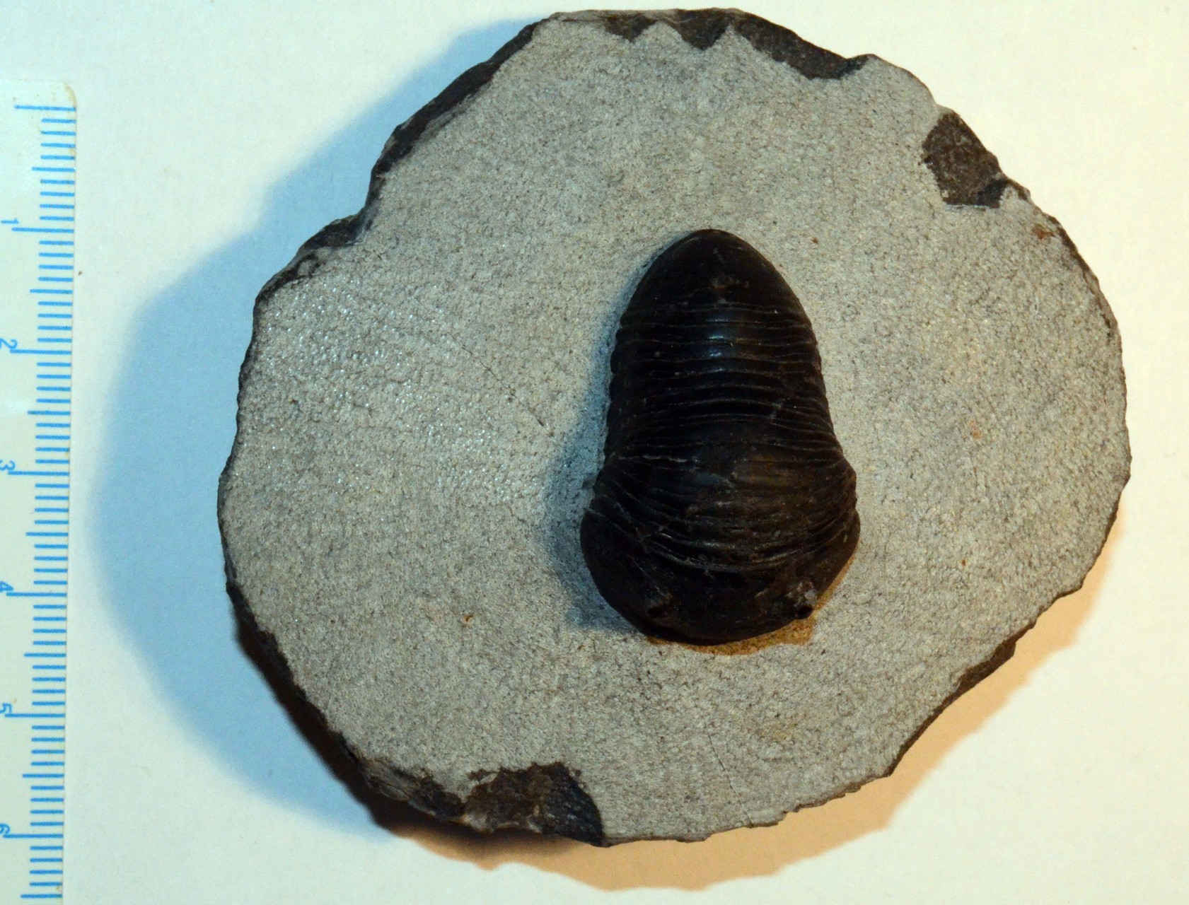 Trilobites - Trilobites de Marruecos - Moroccan trilobites