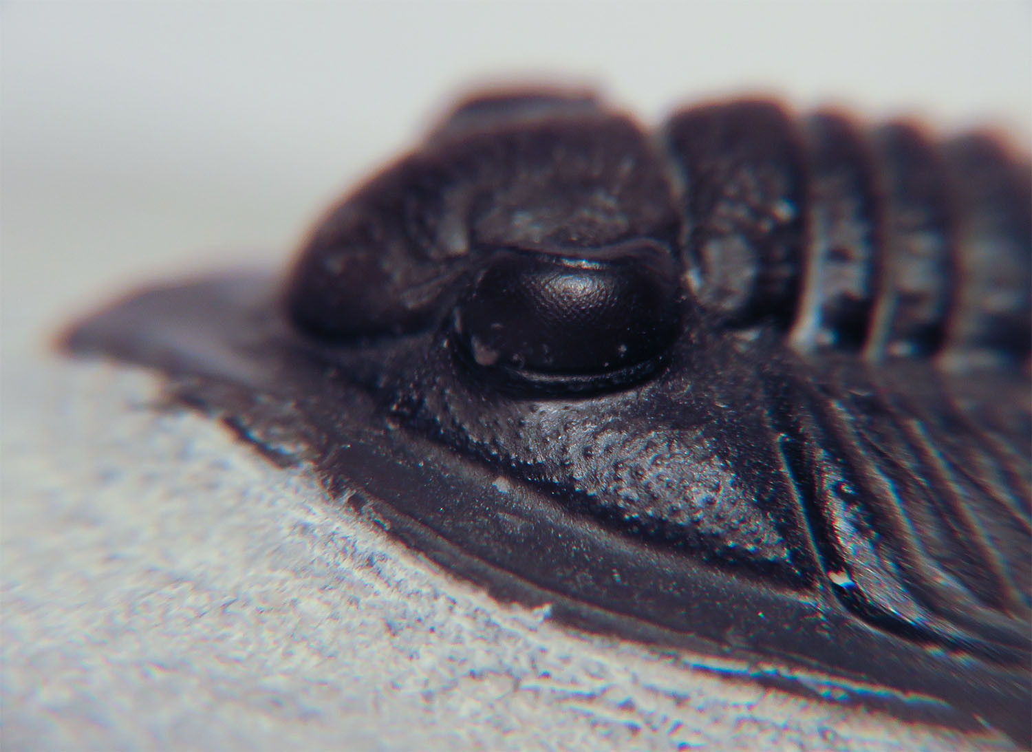 Trilobites - Trilobites de Marruecos - Moroccan trilobites