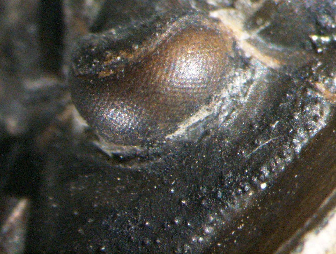 Trilobites - Trilobites de Marruecos - Moroccan trilobites