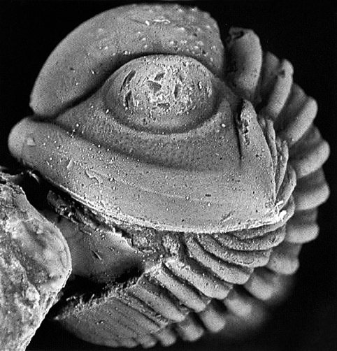 Trilobites - Trilobites de Marruecos - Moroccan trilobites