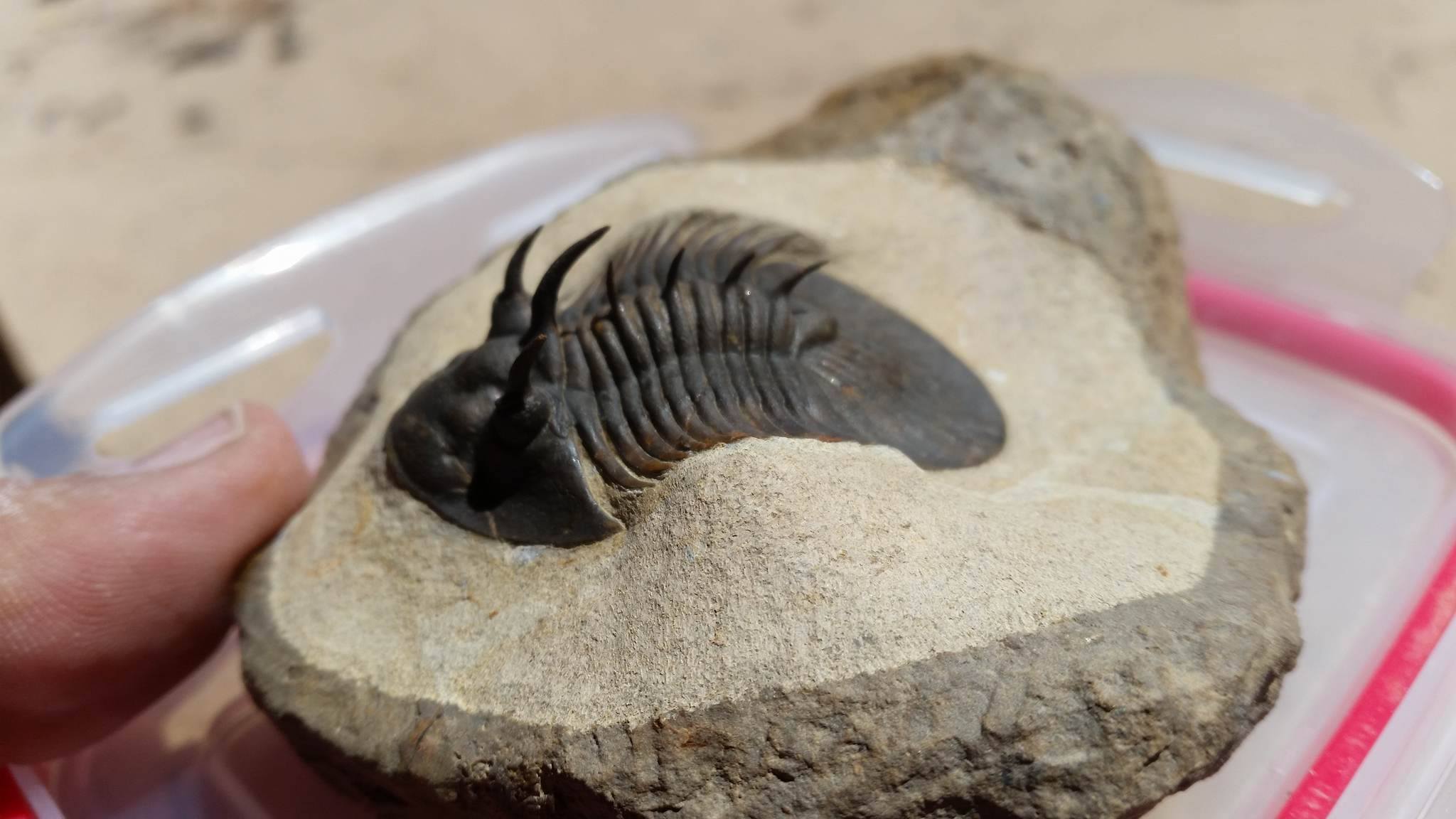 Trilobites - Trilobites de Marruecos - Moroccan trilobites