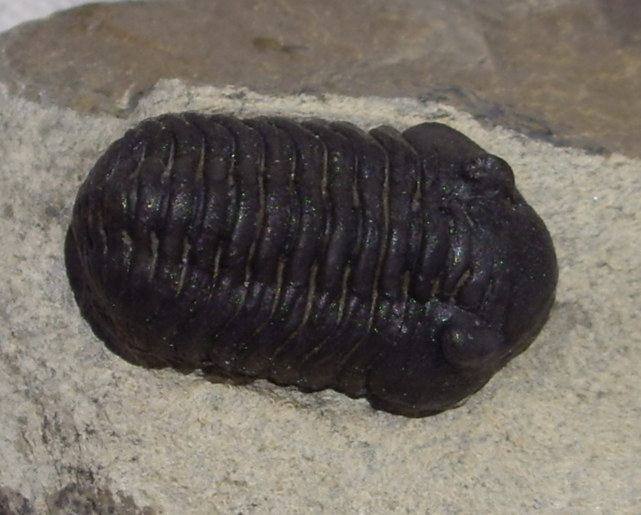 Trilobites - Trilobites de Marruecos - Moroccan trilobites