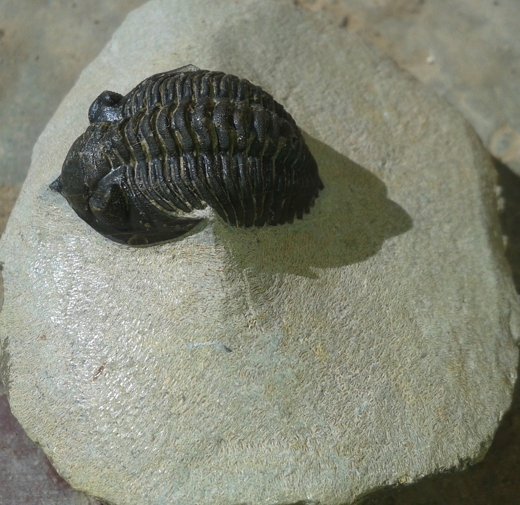 Trilobites - Trilobites de Marruecos - Moroccan trilobites