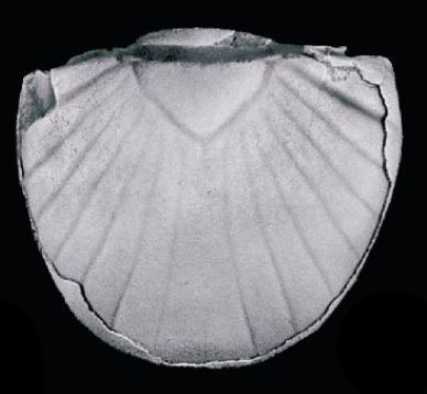 Trilobites - Trilobites de Marruecos - Moroccan trilobites