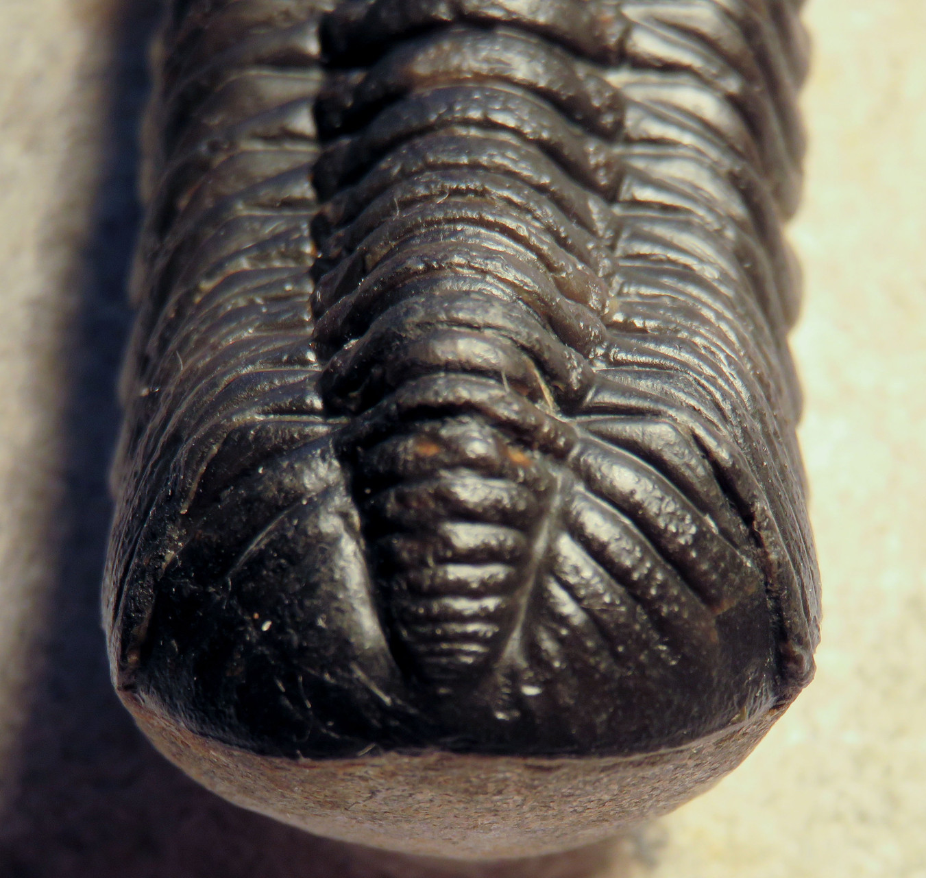 Trilobites - Trilobites de Marruecos - Moroccan trilobites