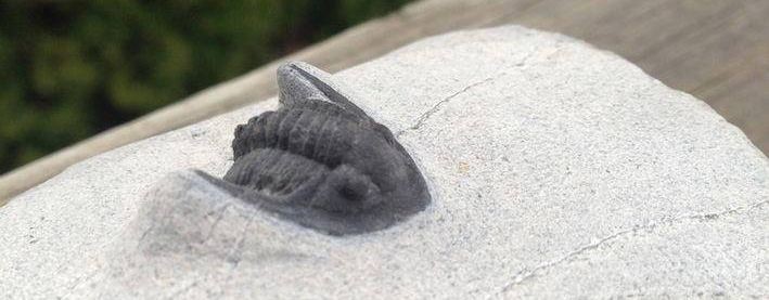 Trilobites - Trilobites de Marruecos - Moroccan trilobites