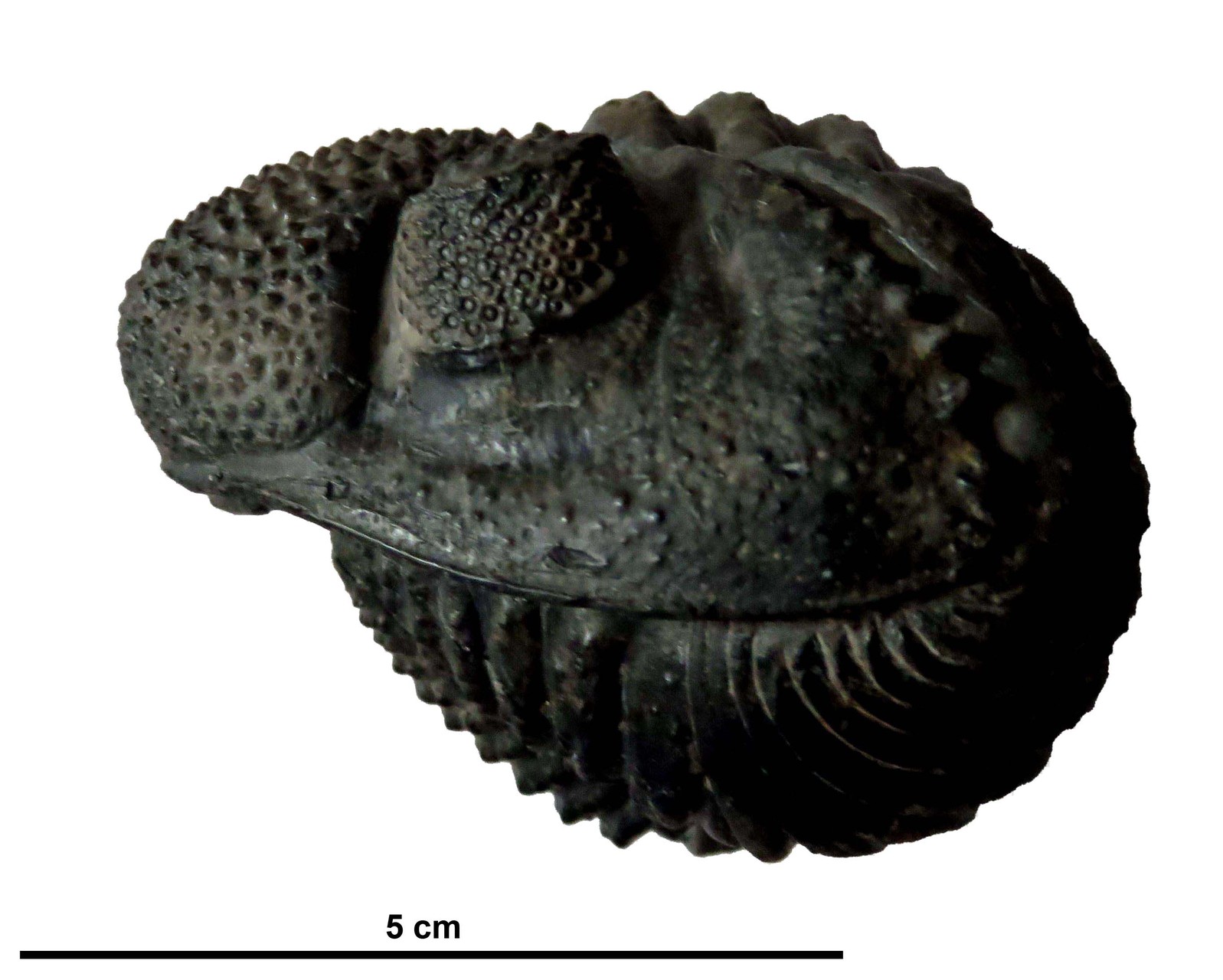 Trilobites - Trilobites de Marruecos - Moroccan trilobites
