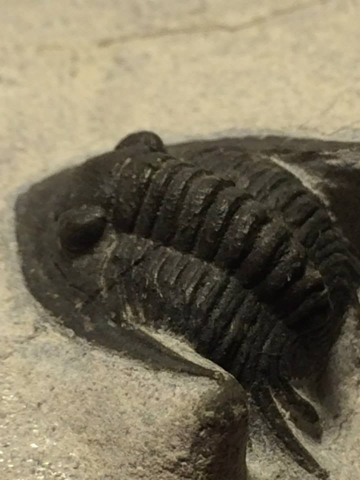 Trilobites - Trilobites de Marruecos - Moroccan trilobites