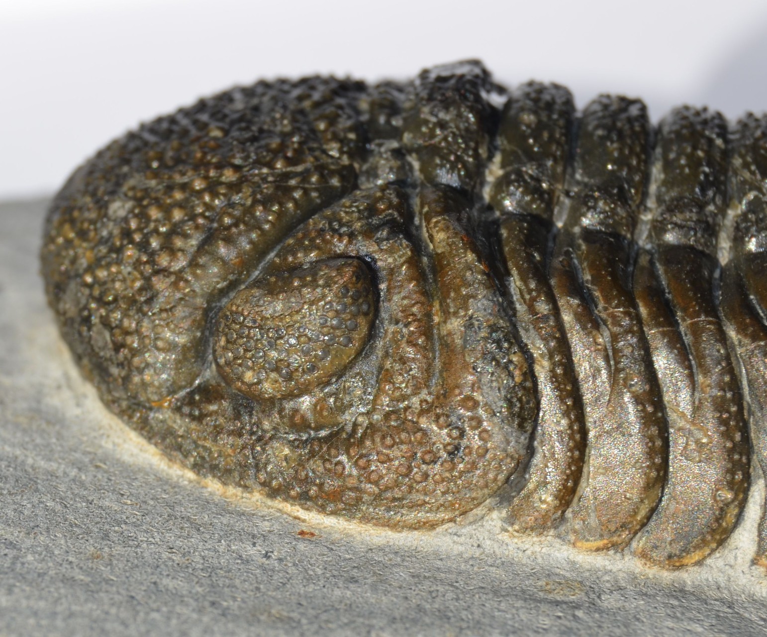 Trilobites - Trilobites de Marruecos - Moroccan trilobites