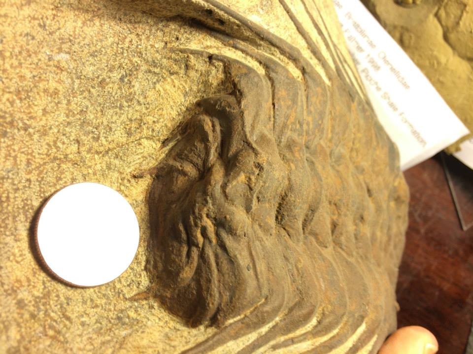 Trilobites - Trilobites de Marruecos - Moroccan trilobites