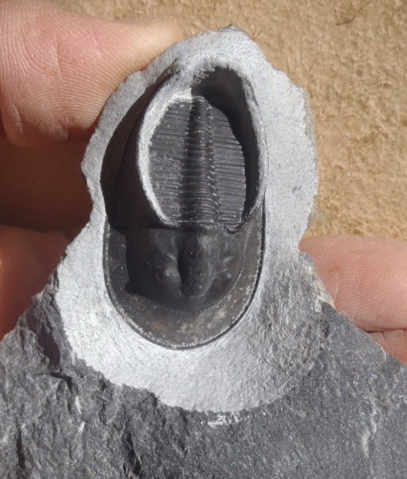 Trilobites - Trilobites de Marruecos - Moroccan trilobites