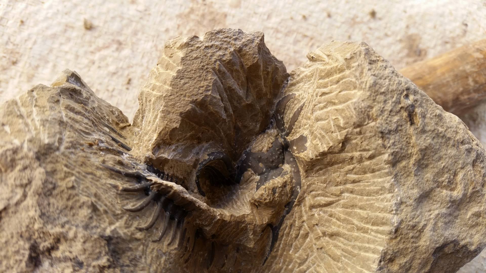 Trilobites - Trilobites de Marruecos - Moroccan trilobites