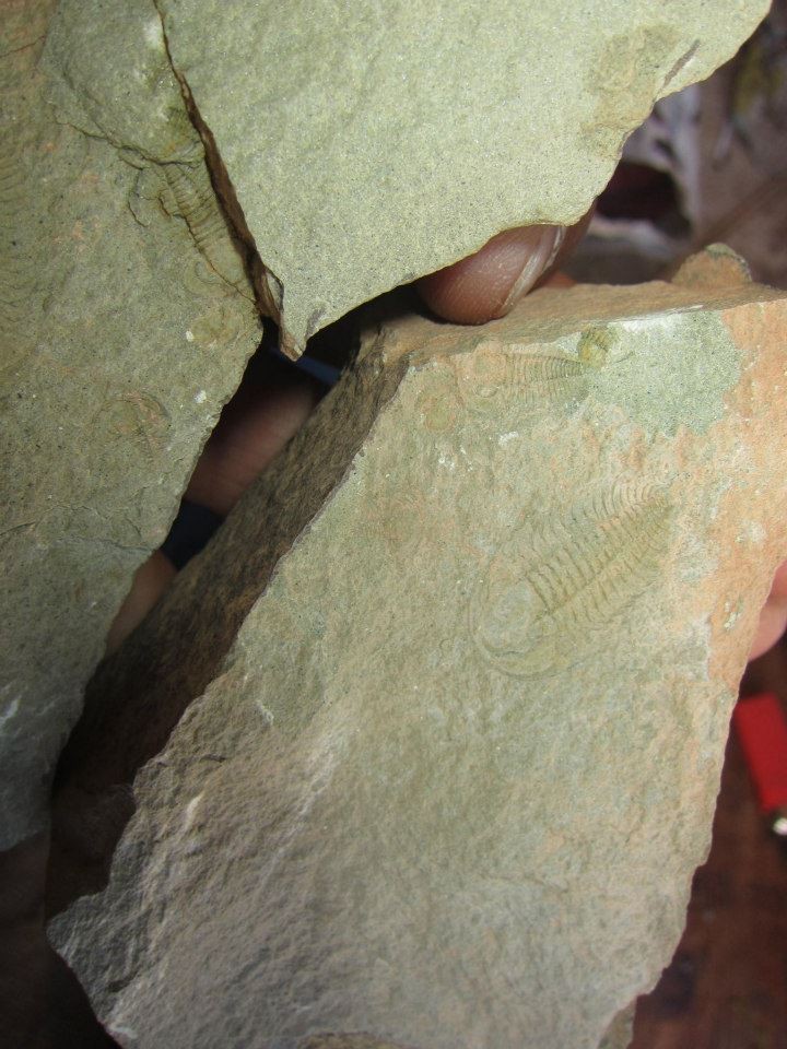 Trilobites - Trilobites de Marruecos - Moroccan trilobites