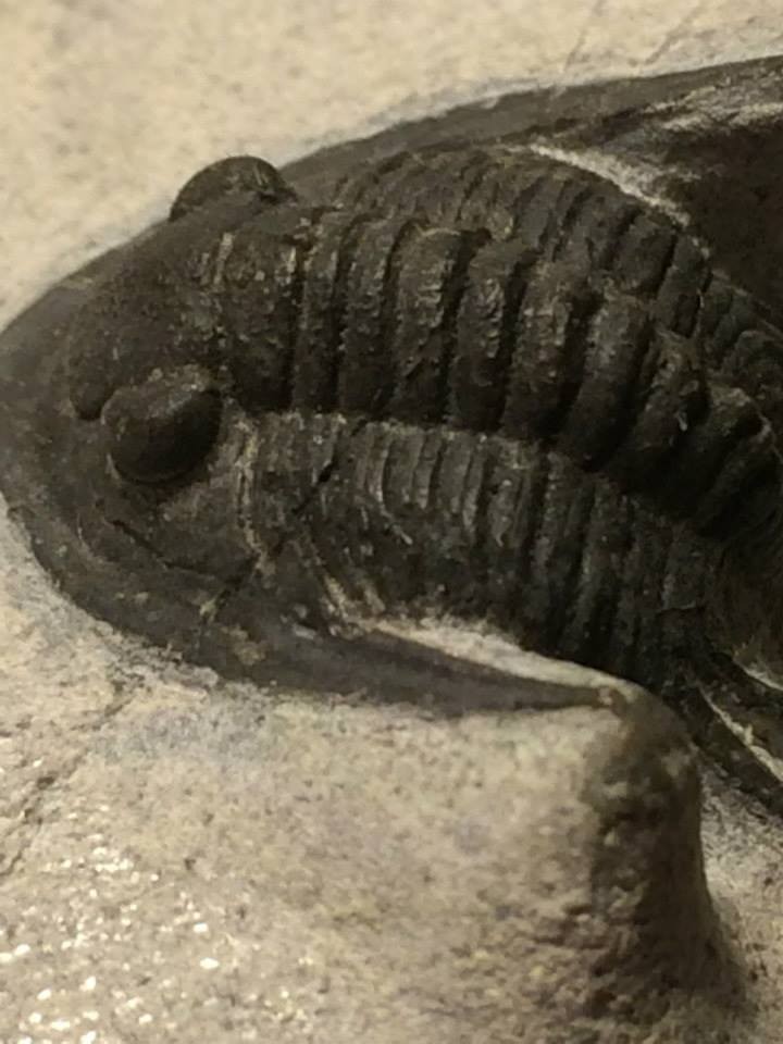 Trilobites - Trilobites de Marruecos - Moroccan trilobites