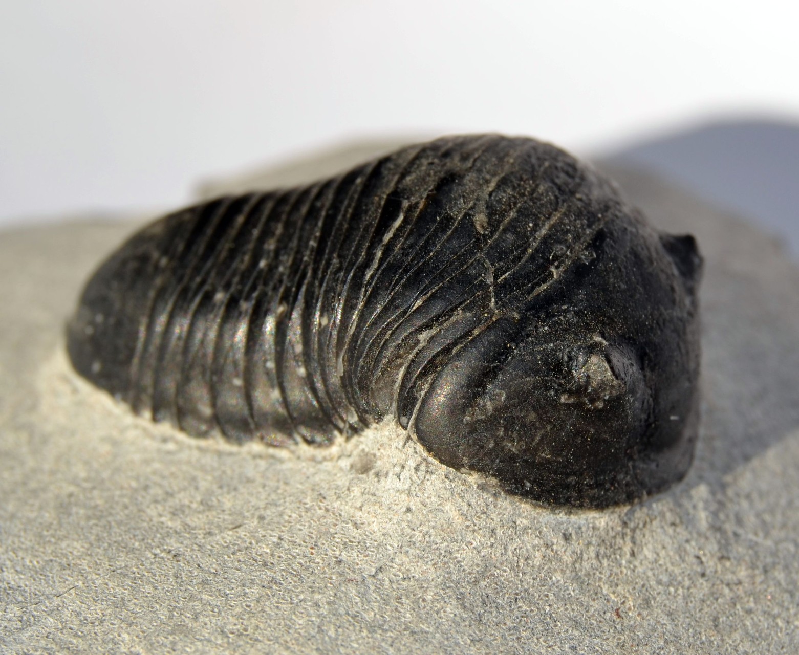 Trilobites - Trilobites de Marruecos - Moroccan trilobites