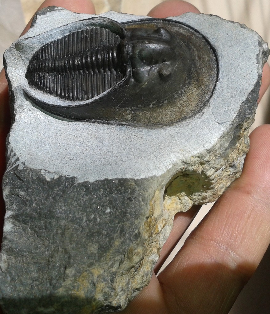 Trilobites - Trilobites de Marruecos - Moroccan trilobites