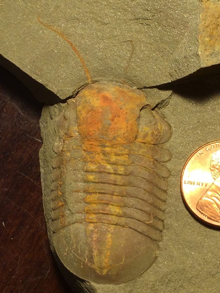 Trilobites - Trilobites de Marruecos - Moroccan trilobites