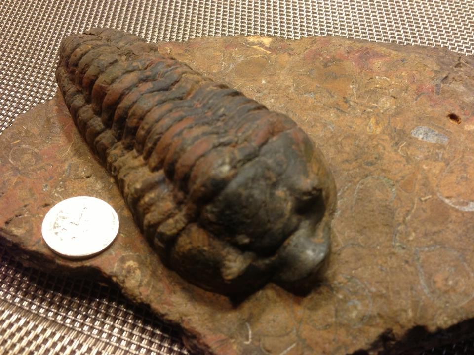Trilobites - Trilobites de Marruecos - Moroccan trilobites