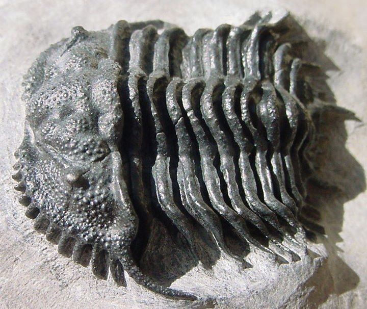 Trilobites - Trilobites de Marruecos - Moroccan trilobites
