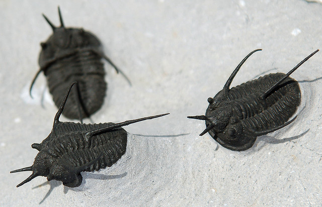 Trilobites - Trilobites de Marruecos - Moroccan trilobites