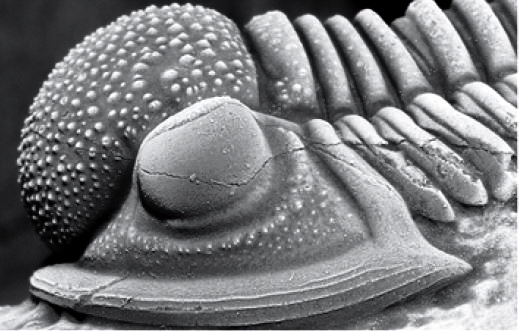 Trilobites - Trilobites de Marruecos - Moroccan trilobites