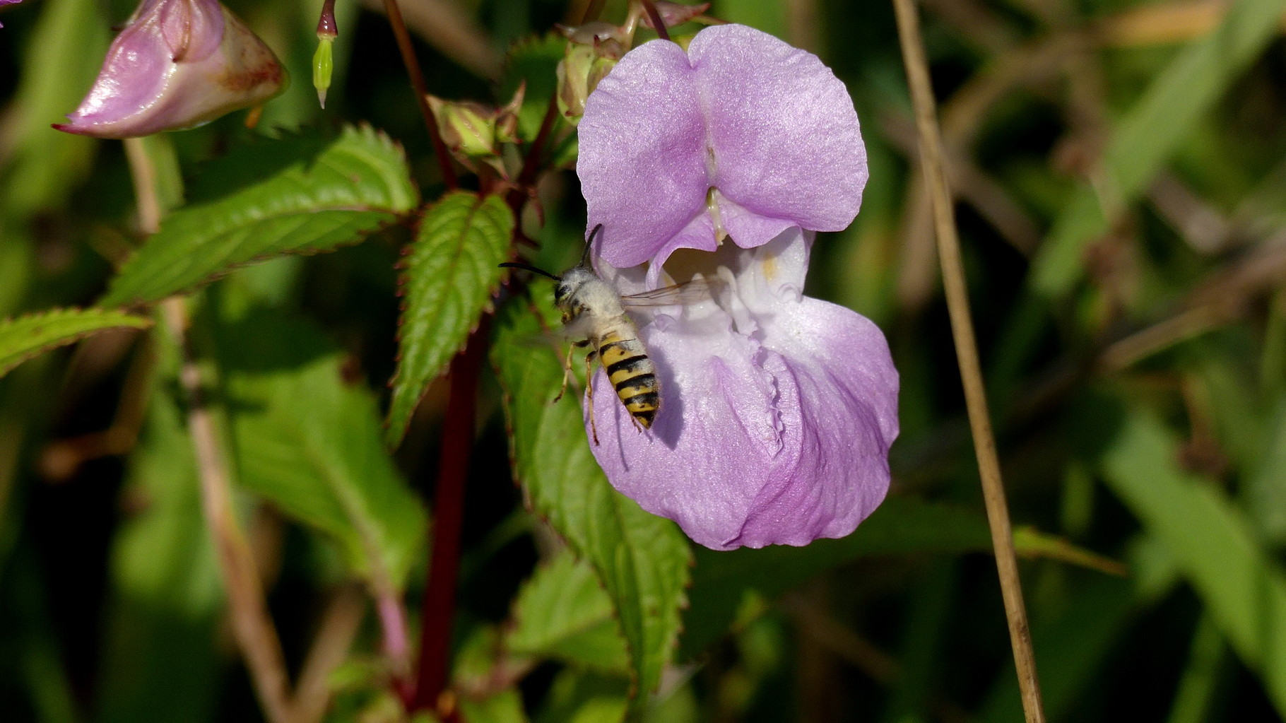 AFS, AFF and AFC Focus Modes Explained - Graham's Photography Blog ...