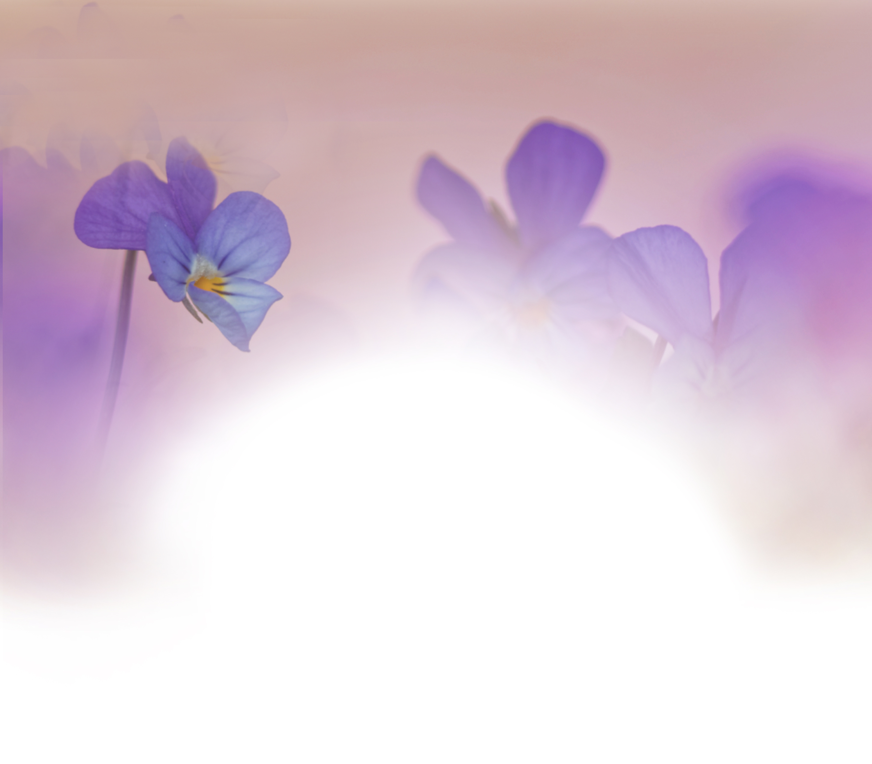 Startseite - violight