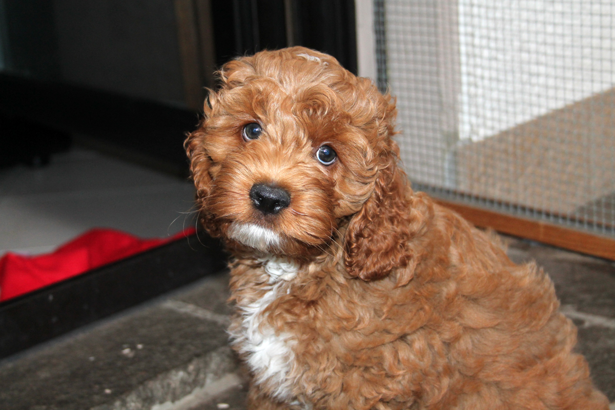 Welpenbilder - Cockapoo