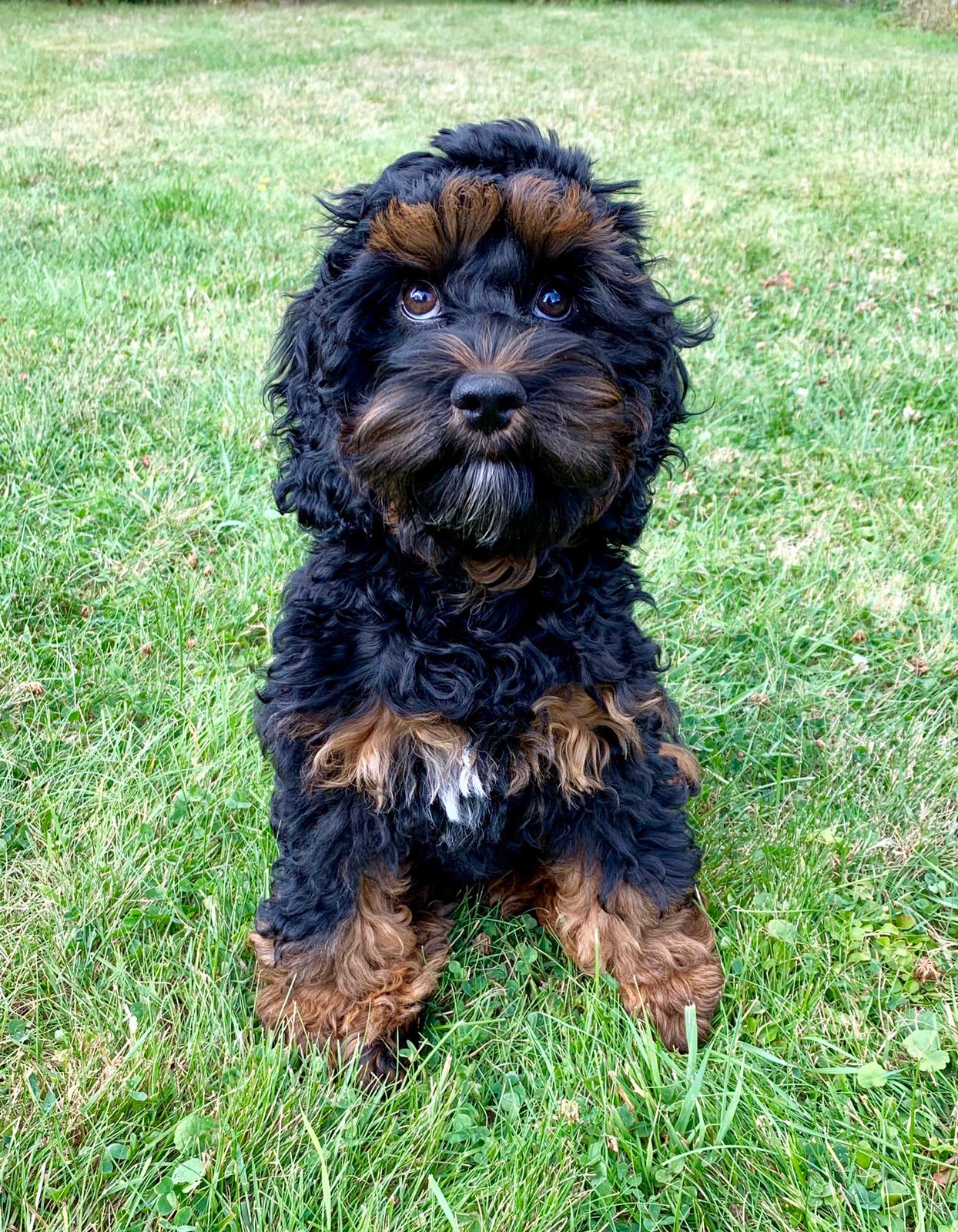 Fotos von unseren Welpenfamilien - Cockapoo