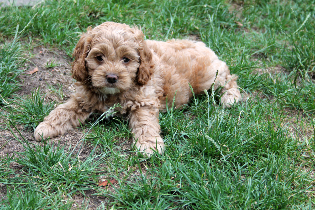 Welpenbilder - Cockapoo
