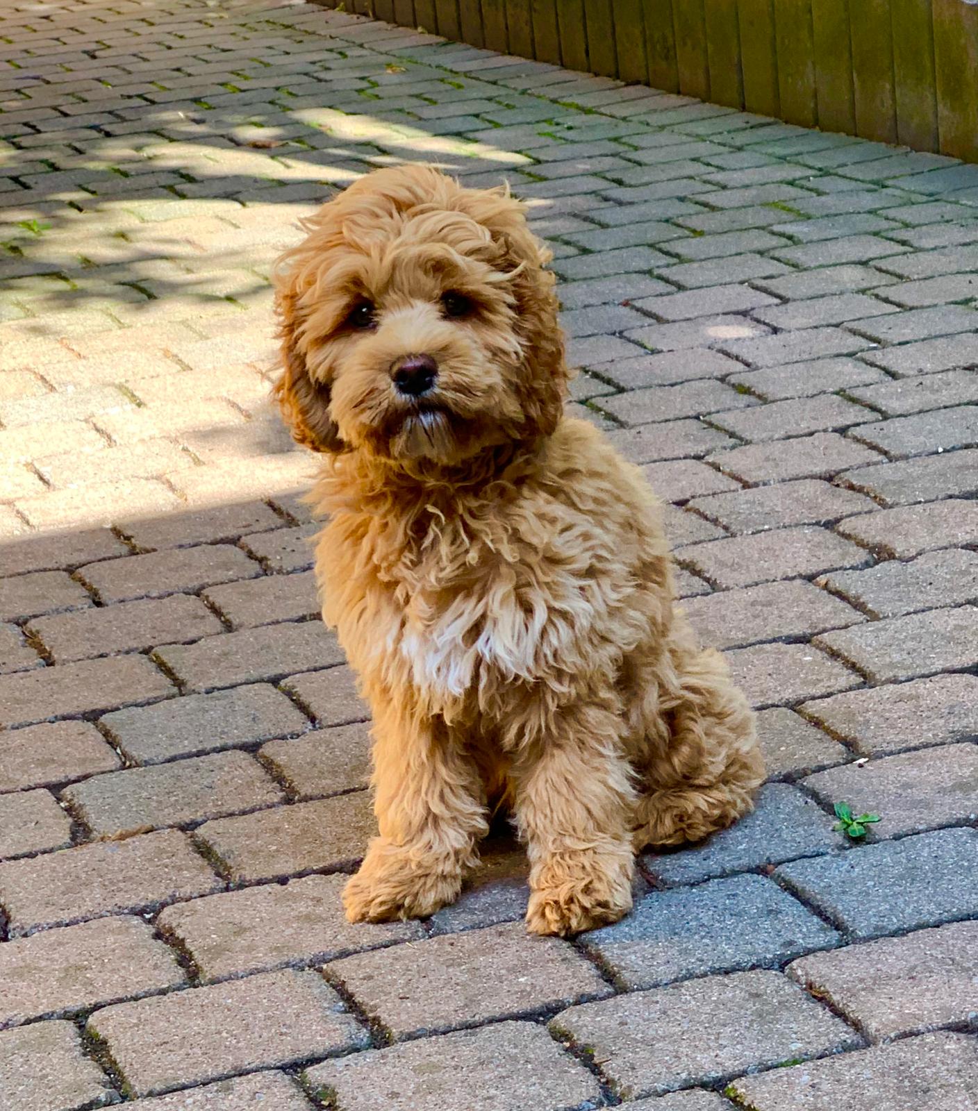 Fotos von unseren Welpenfamilien - Cockapoo