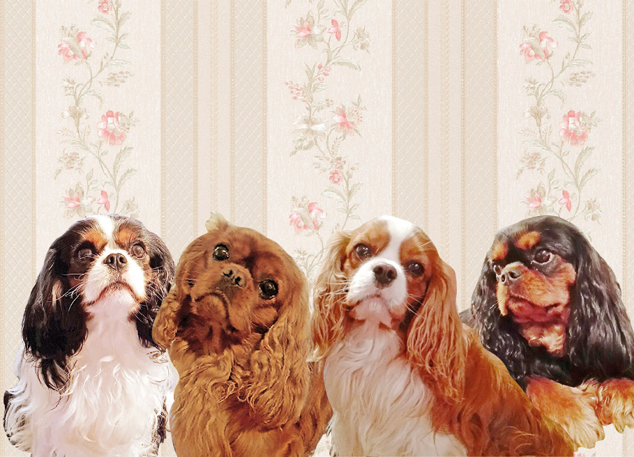 Soleil Royal Cavaliers allevamento cuccioli Cavalier King - Benvenuti ...