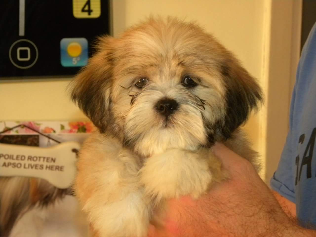 CUCCIOLI LHASA APSO - Benvenuti su allevamentopietraaurea!