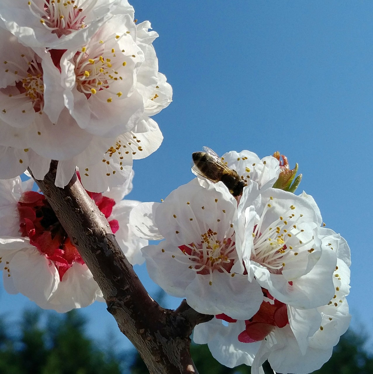 Die Marillenbaum-Blüte. - warmekueche.at
