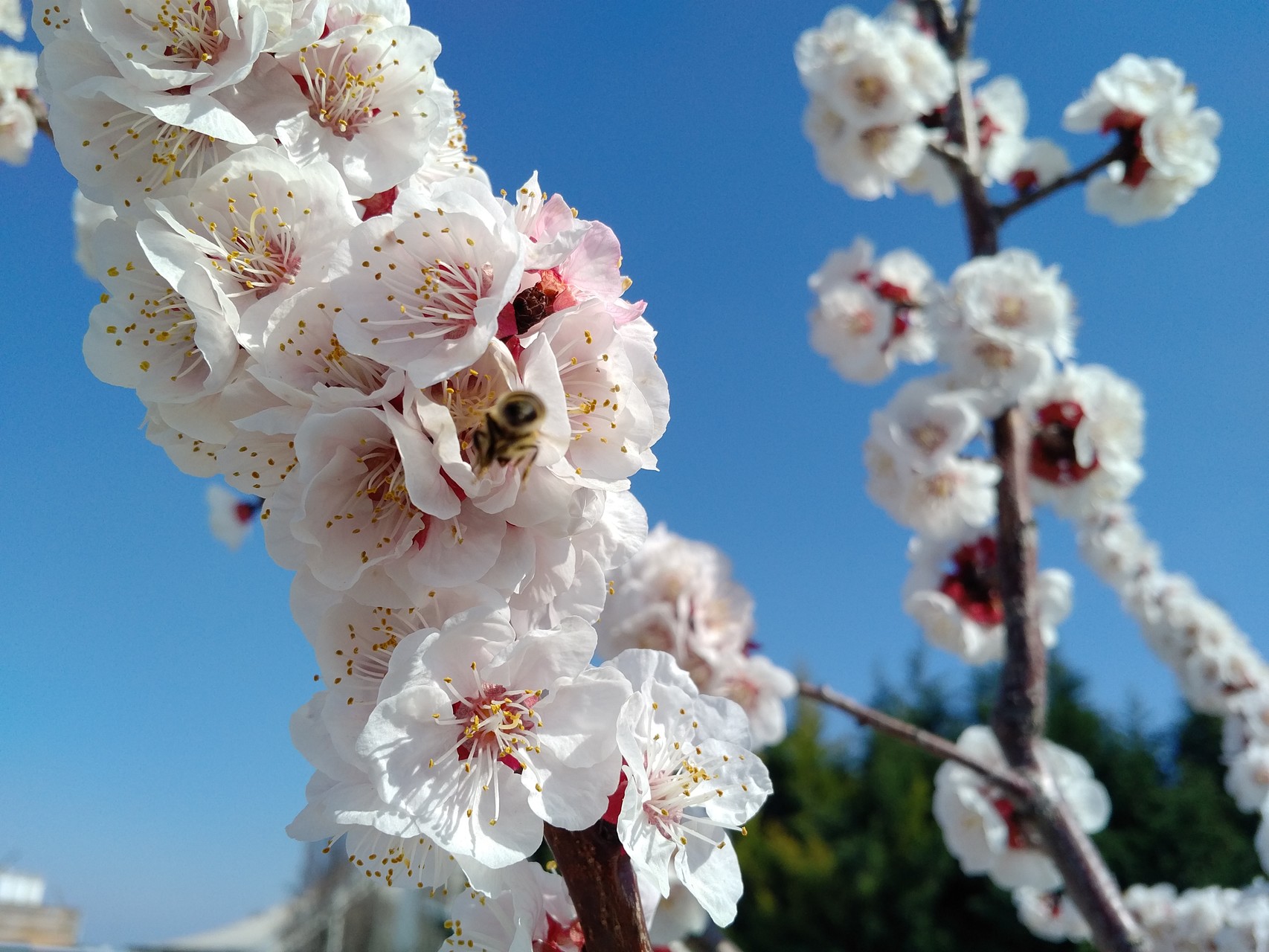 Die Marillenbaum-Blüte. - warmekueche.at