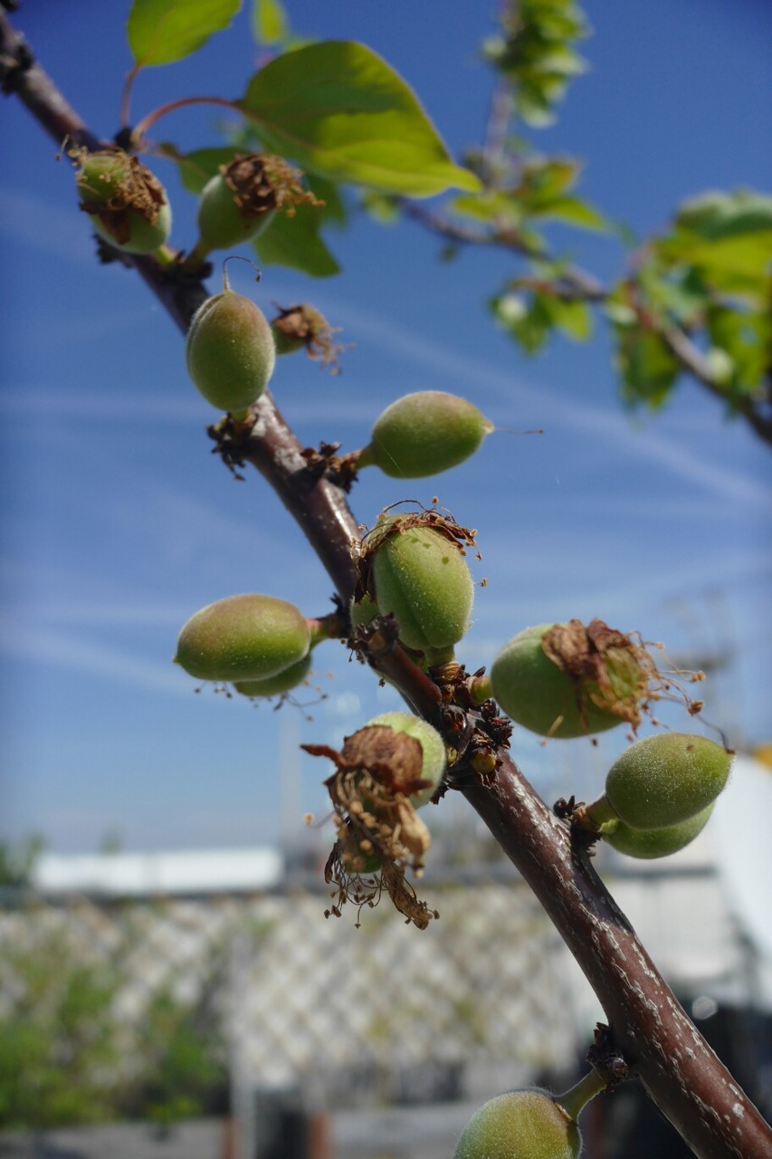 Die Marillenbaum-Blüte. - warmekueche.at