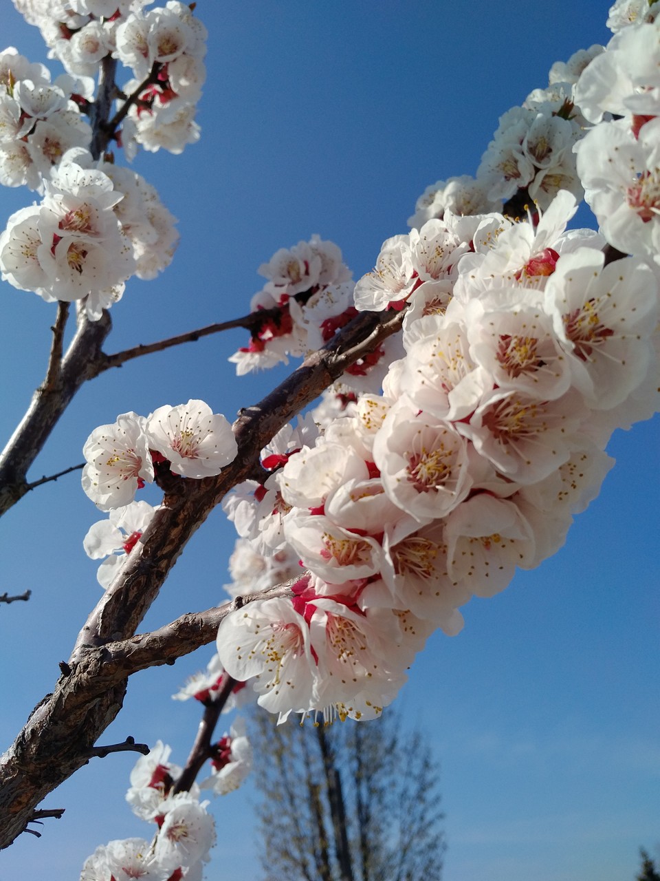 Die Marillenbaum-Blüte. - warmekueche.at