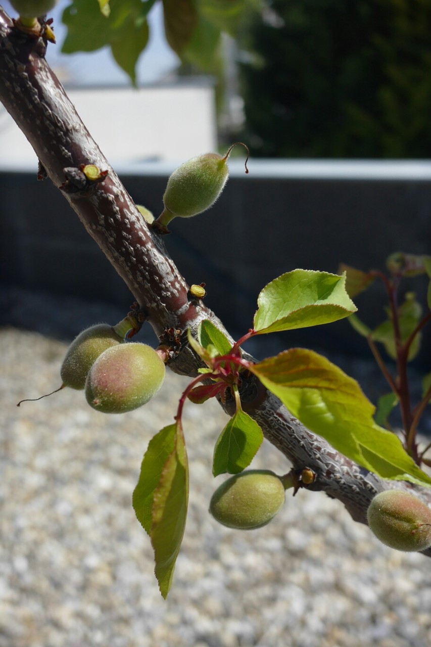 Die Marillenbaum-Blüte. - warmekueche.at