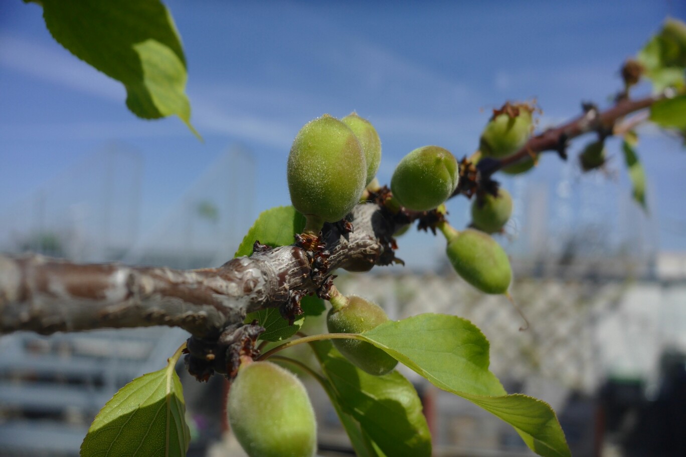 Die Marillenbaum-Blüte. - warmekueche.at